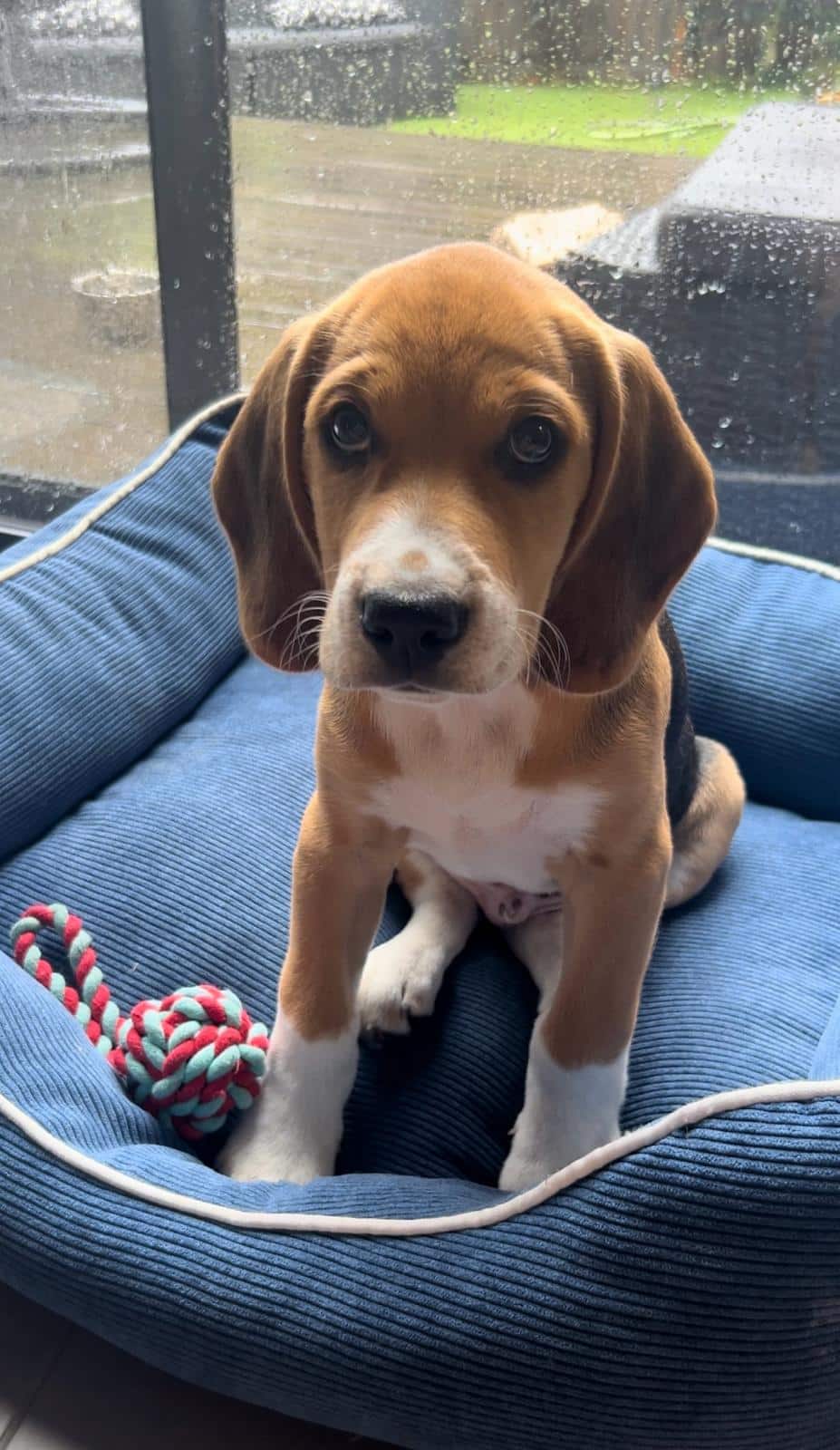 Seeking a loving home for our three month old beagle puppy - Pet Sales ...