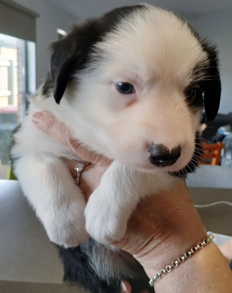 Purebred Border Collie puppies - Pet Sales Australia